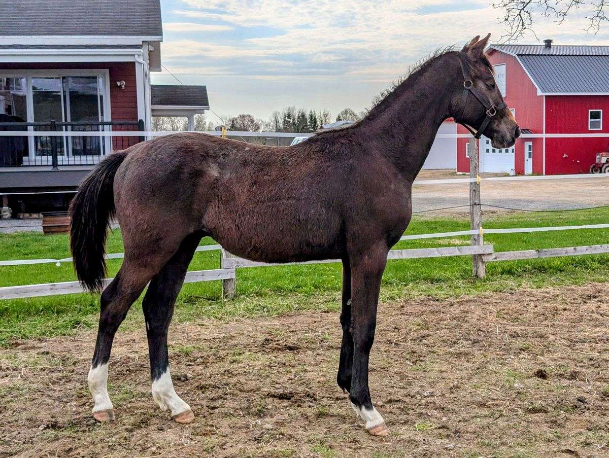2024 Jumper/Eventer Prospect Colt by Quidam Blue