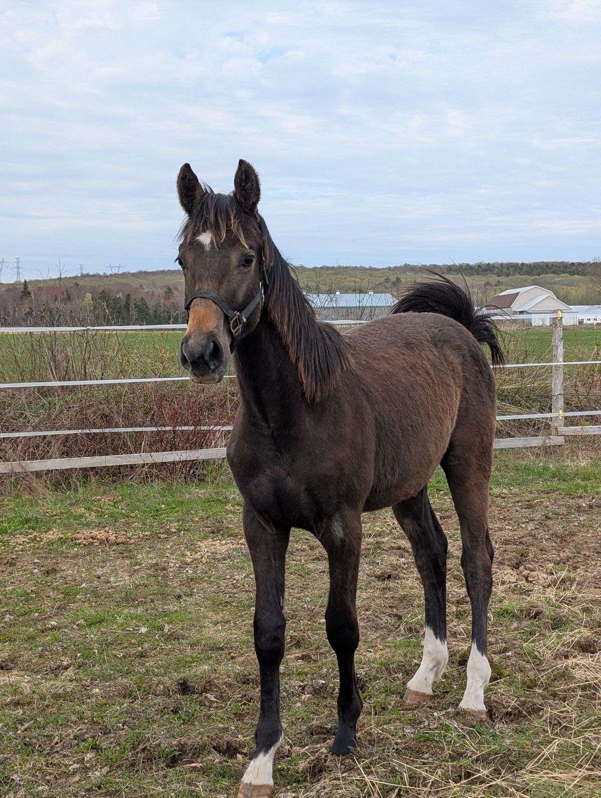 2024 Jumper/Eventer Prospect Colt by Quidam Blue