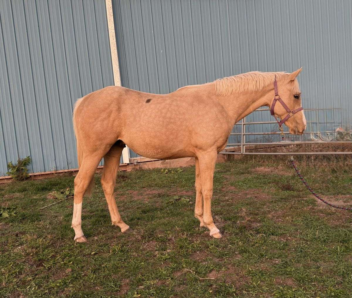 AQHA/APHA Overo Palomino Colt