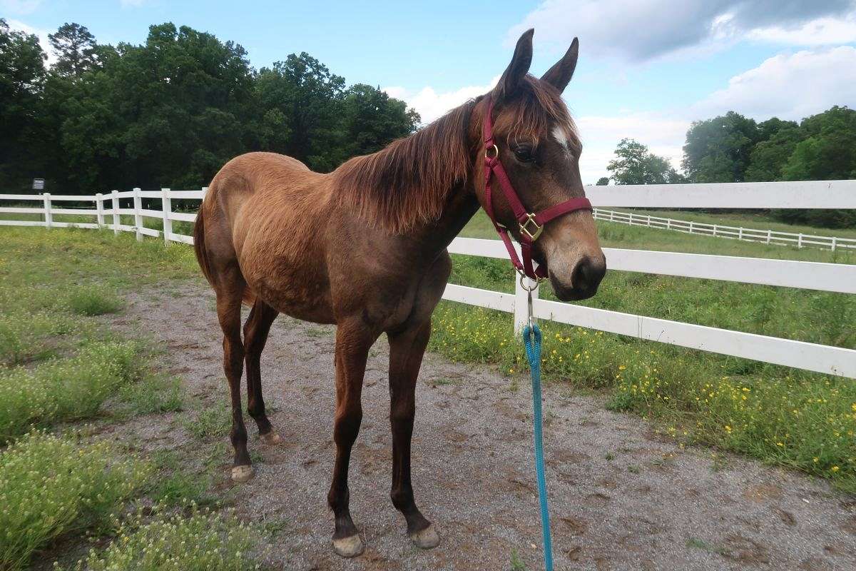 AQHA Buckskin Gelding