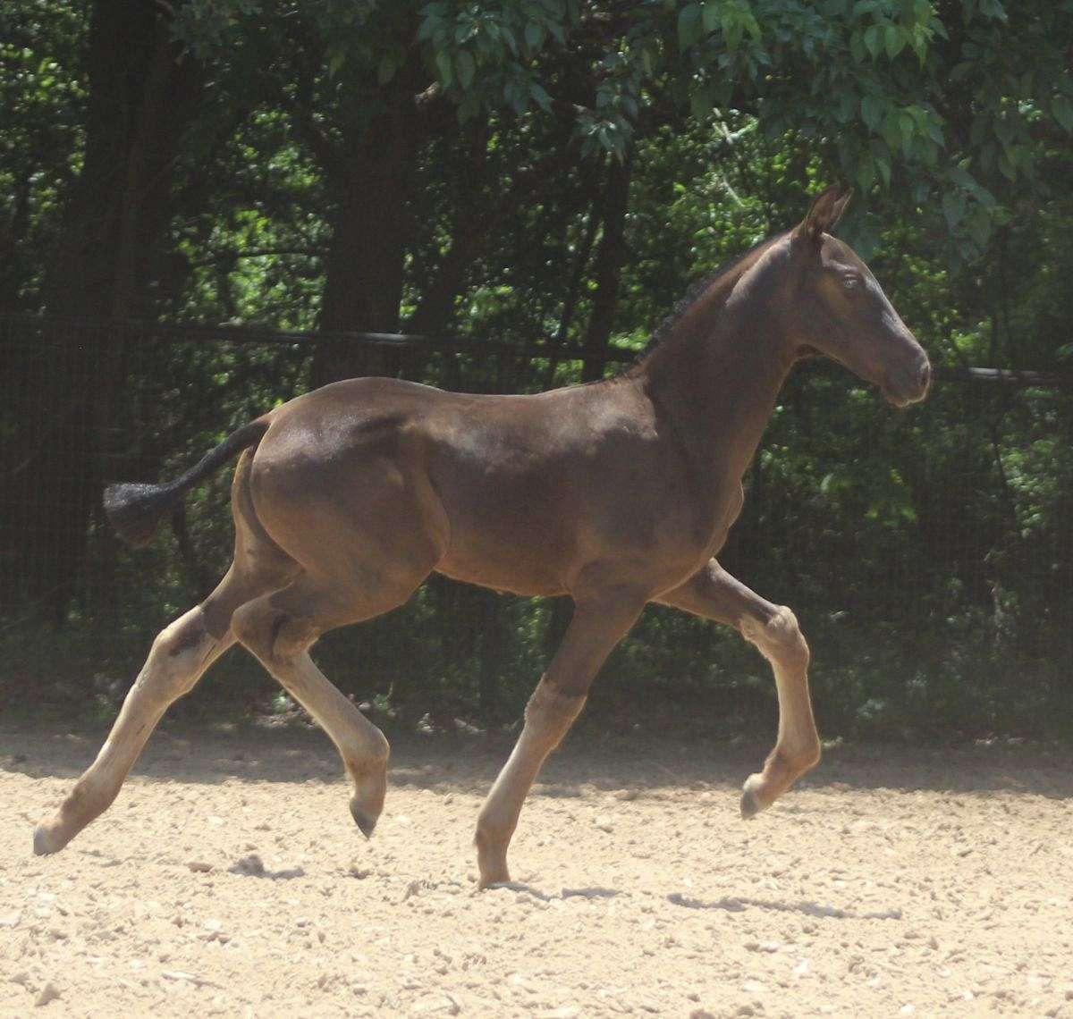2025 ANCCE PRE Foal by Imported Champion PRE Stallion Out of Chestnut Champ