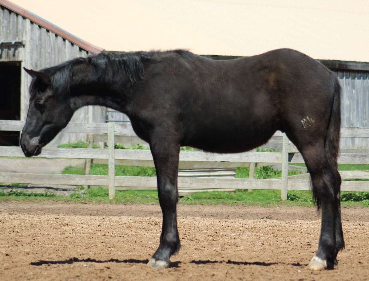 Registered Percheron Cross Colt