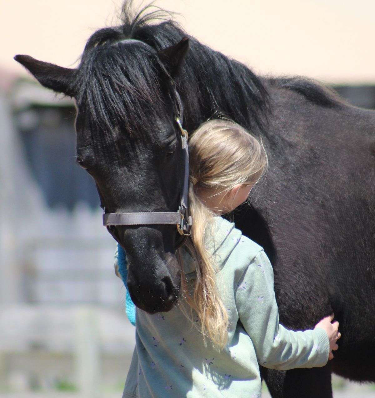 Registered Percheron Cross Colt