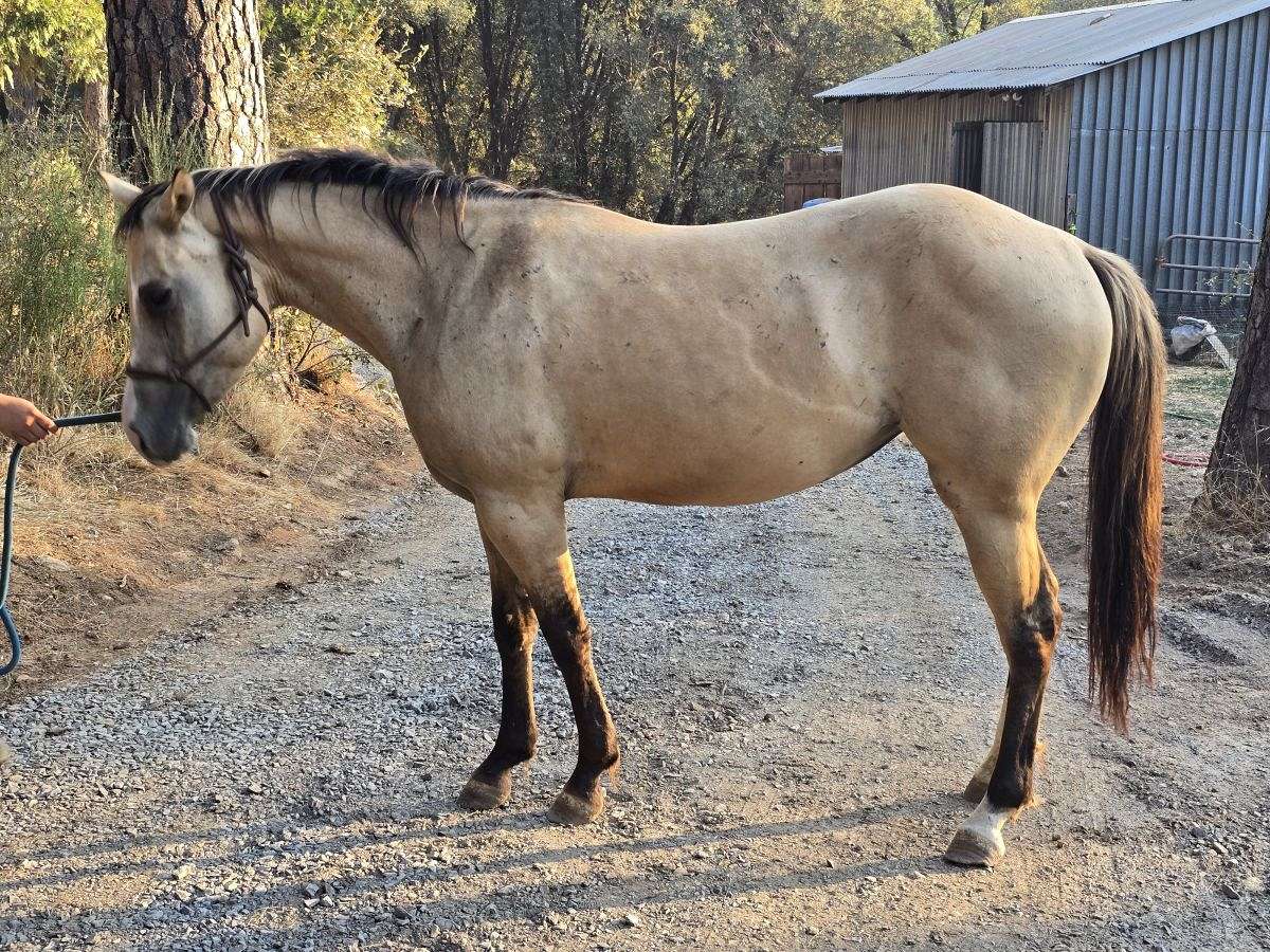 Price Reduced- Guinness Dun It- Dunskin Mare