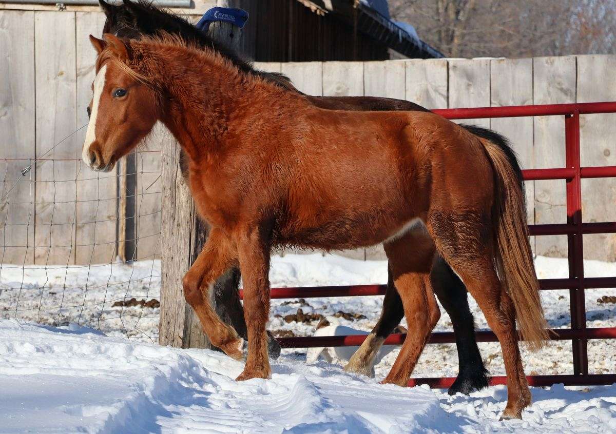Darling Welsh Morgan Cross Filly, Promising Sport Pony!