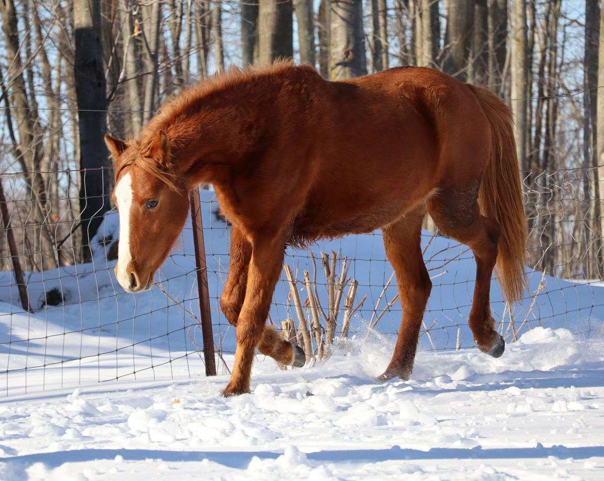 Darling Welsh Morgan Cross Filly, Promising Sport Pony!