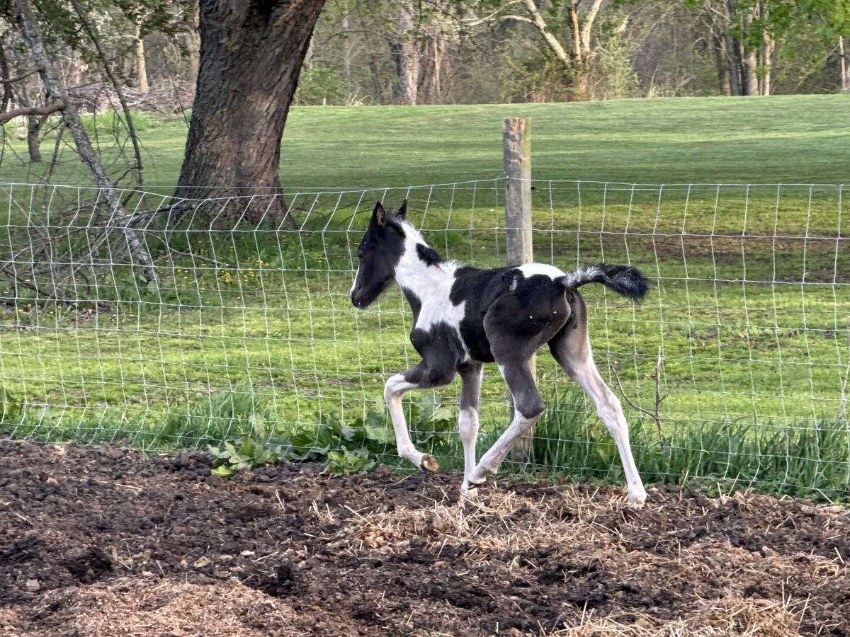Gorgeous Homozygous Roan Mare. in Foal for a Blue Roan Tobiano Foal in 2025