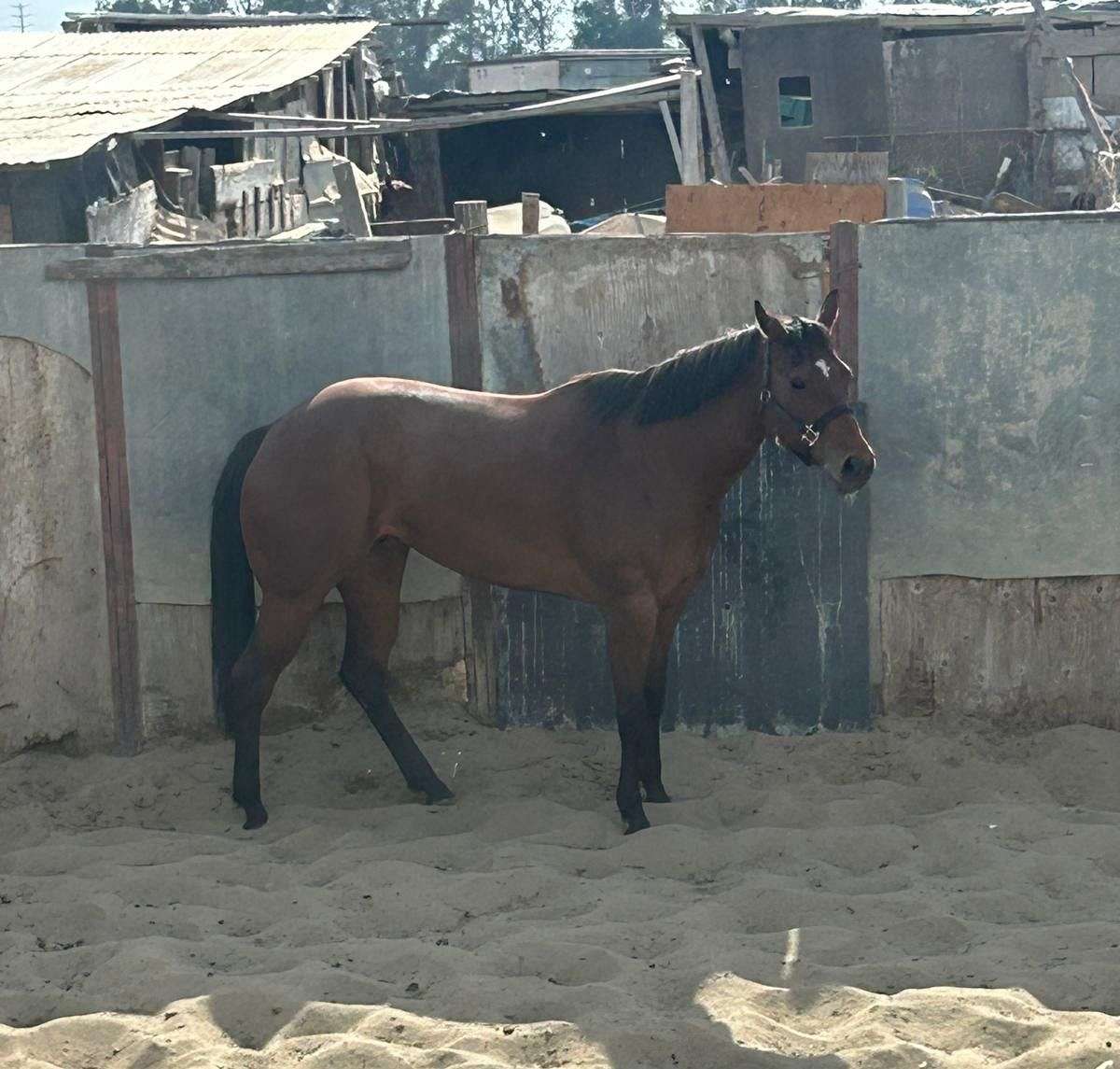 Stylin by the Bay 2013 APHA Mare Under Saddle