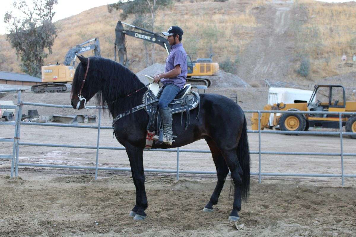 2014 Andalusian Under Saddle Bay Canyon Country, CA