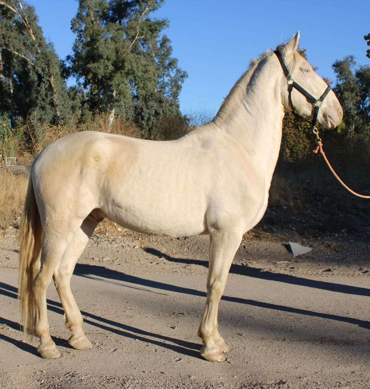 2021 Perlino Andalusian Under Saddle in Canyon Country, CA