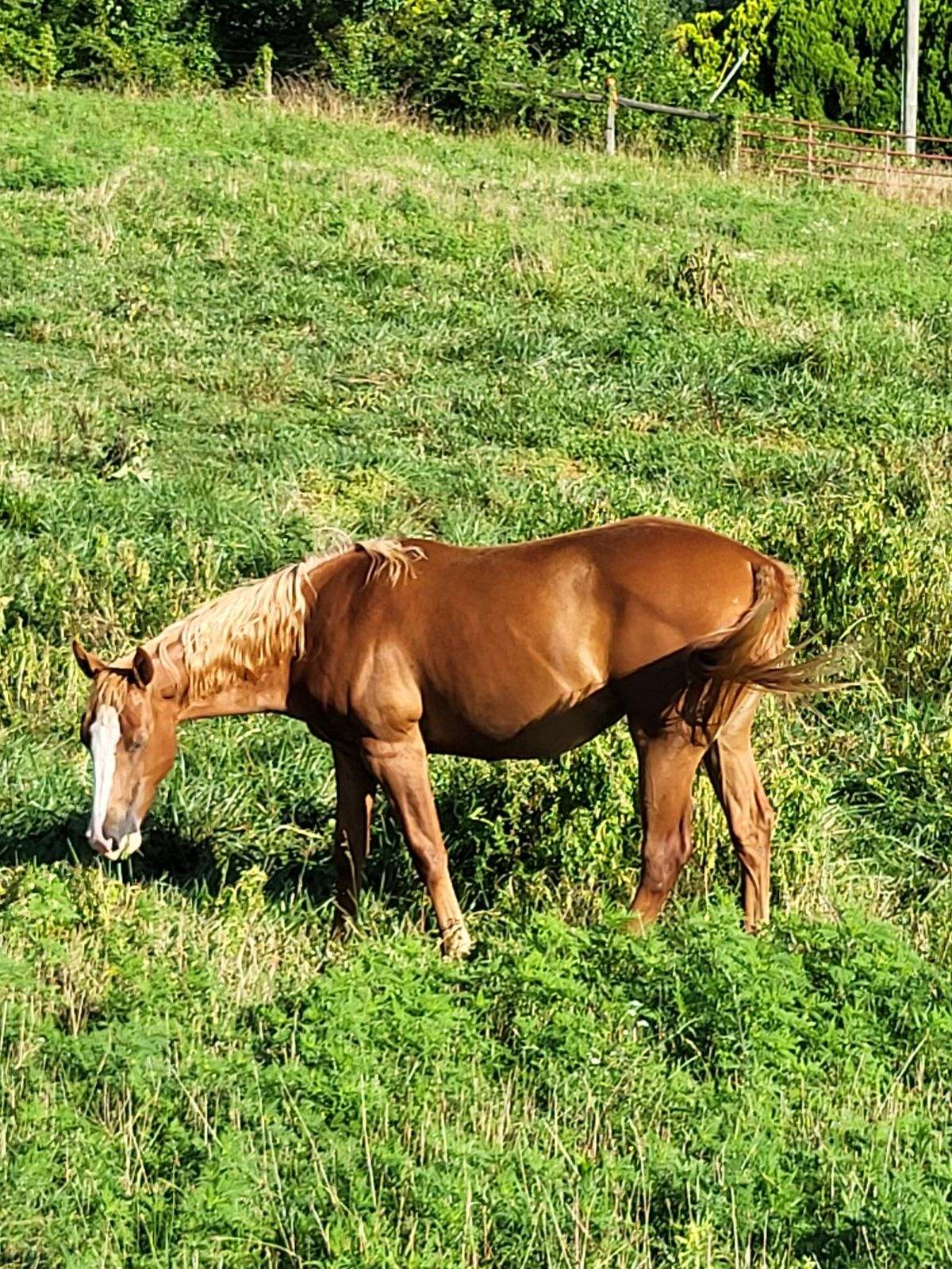AQHA Filly