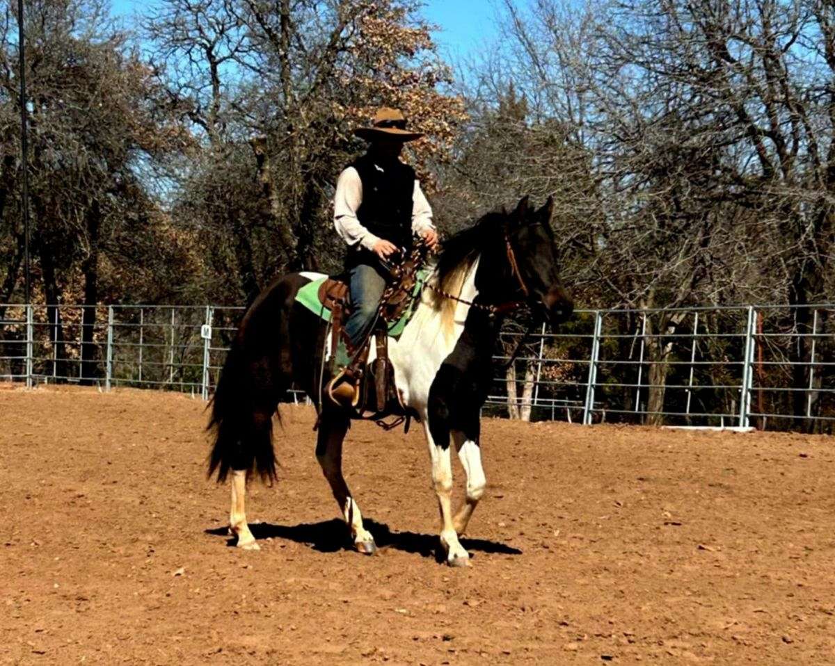 Tall & Flashy Tobiano Azteca/Half Andalusian Filly