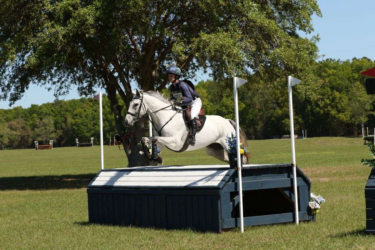 Preliminary Eventer, 1.10 Jumper Thoroughbred Mare