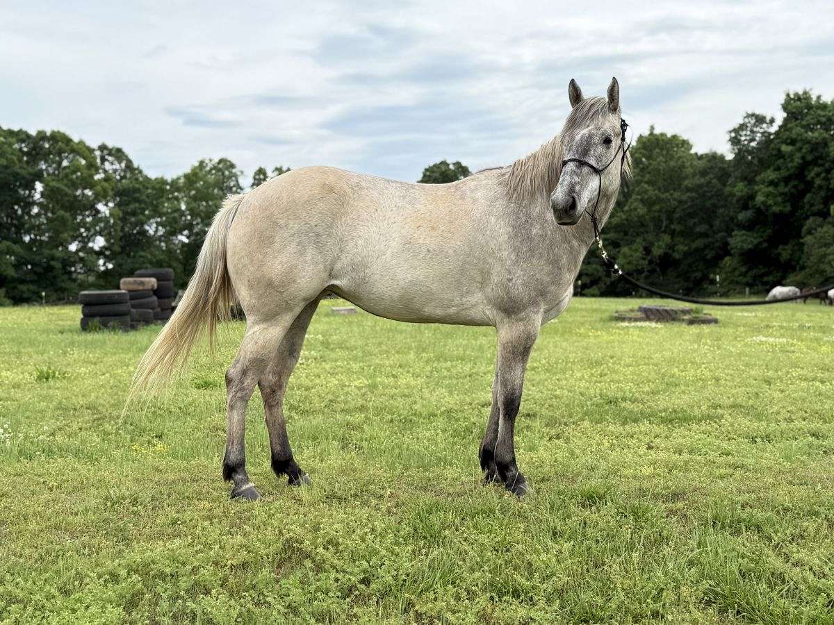 2020 AQHA Mare