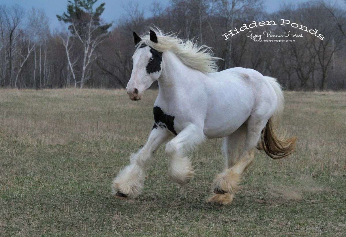 Very Pretty and Proper Piebald Gypsy Vanner Mare
