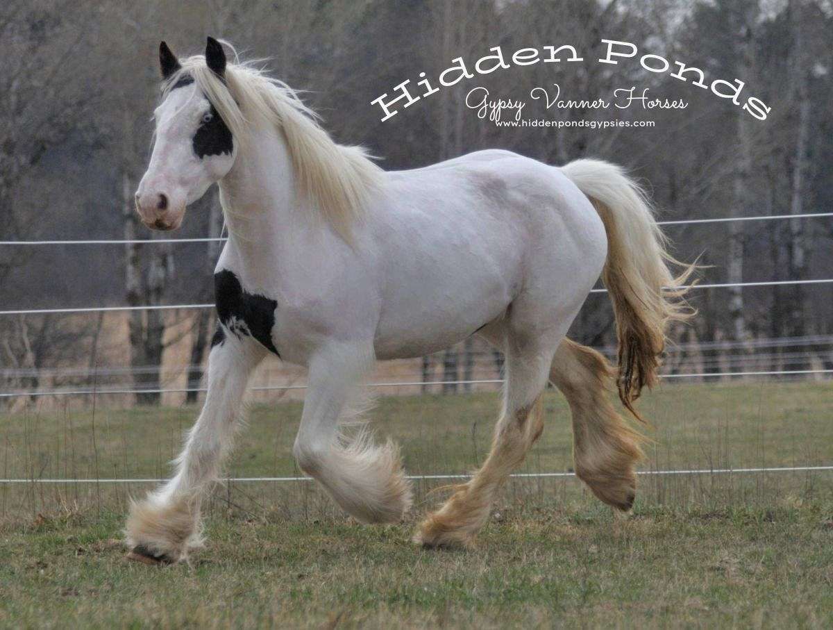 Very Pretty and Proper Piebald Gypsy Vanner Mare