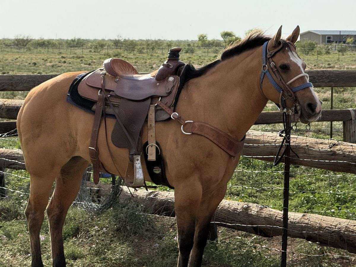 AQHA Red Dun Mare