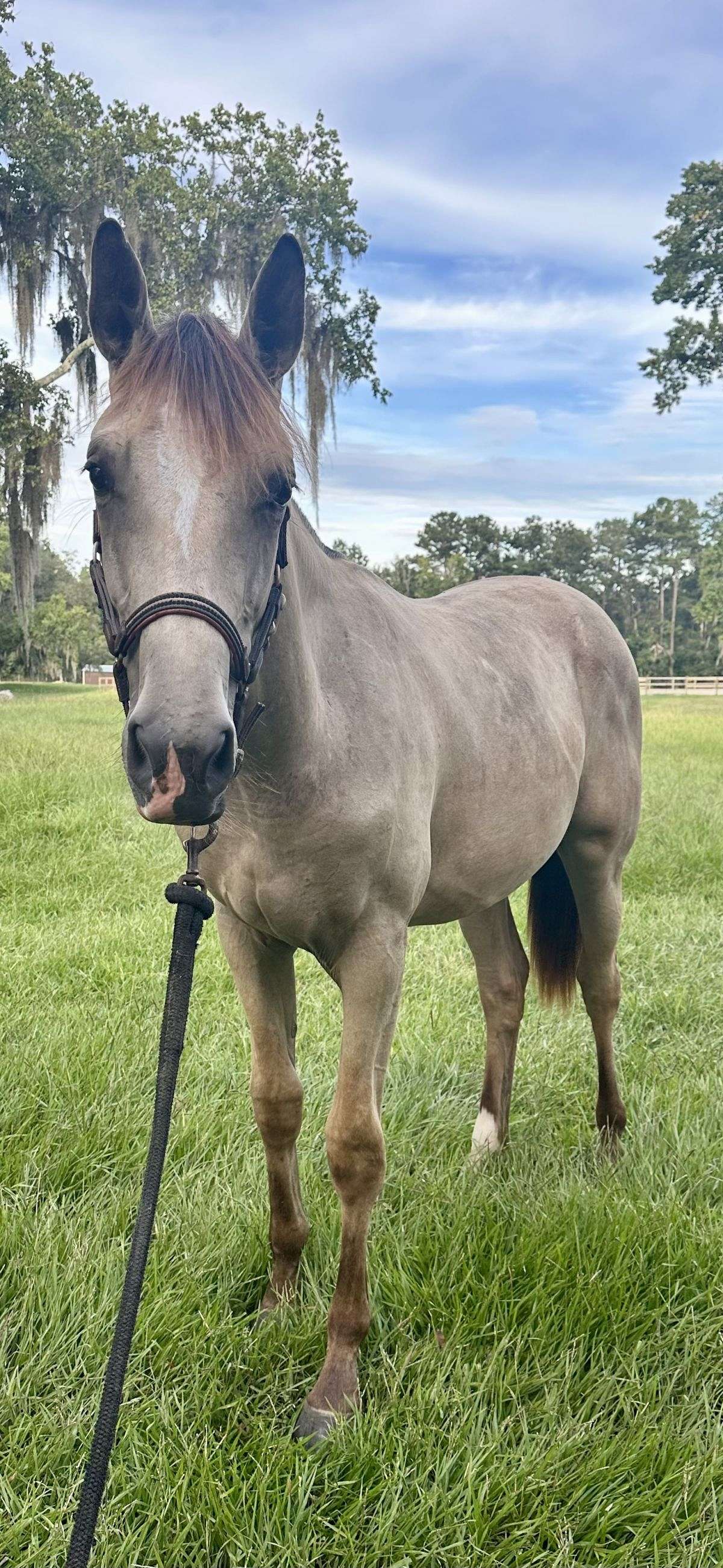 Warmblood Buckskin Filly