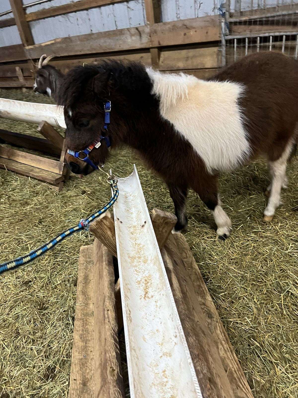 Miniature Colt for Sale