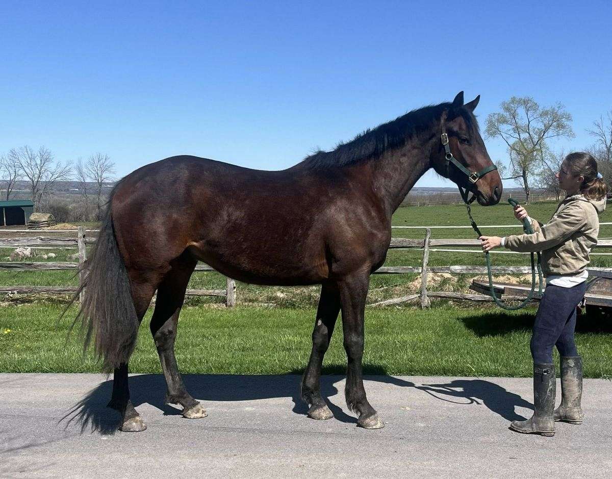 Thoroughbred Cross Gelding - Amateur Friendly Sporthorse Prospect