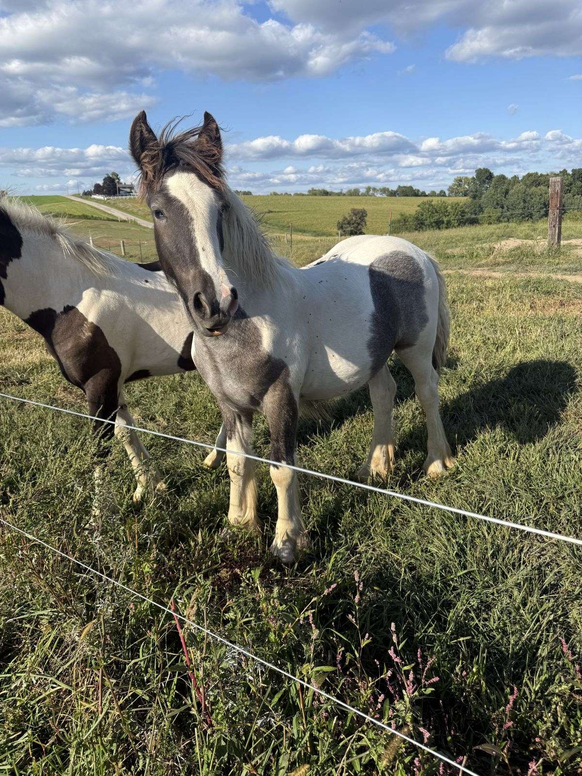 Handsome 2025 Blue Roan Tobiano