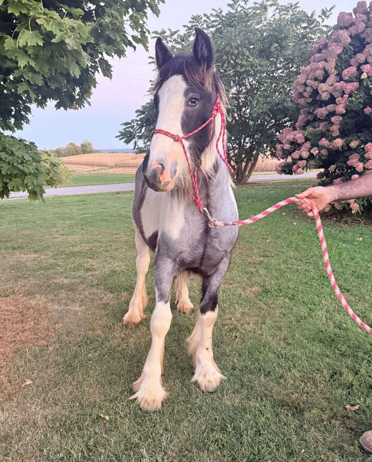 Handsome 2025 Blue Roan Tobiano
