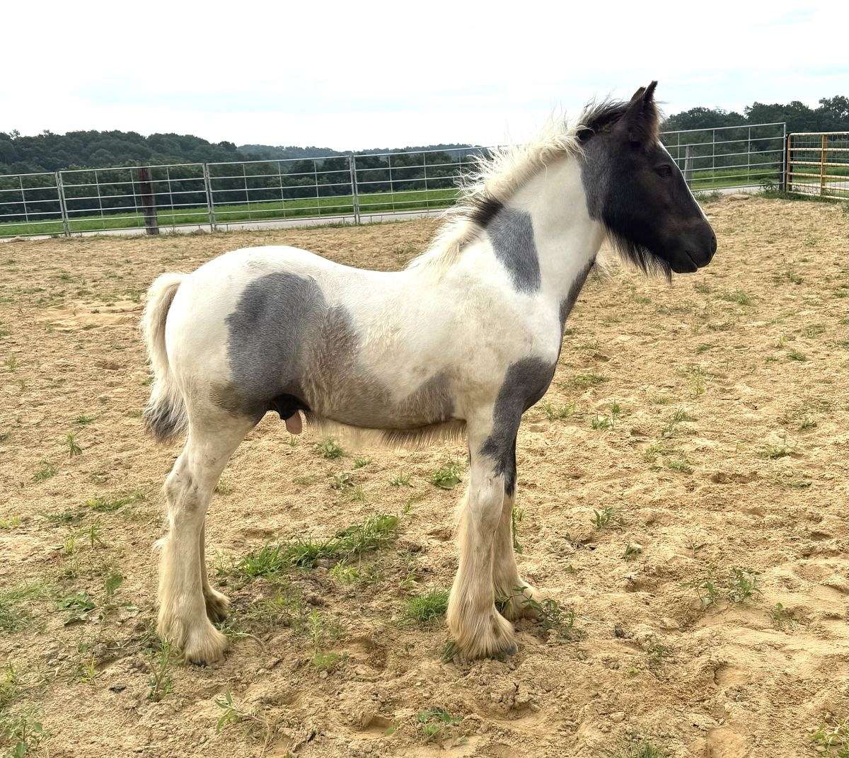 Handsome 2025 Blue Roan Tobiano