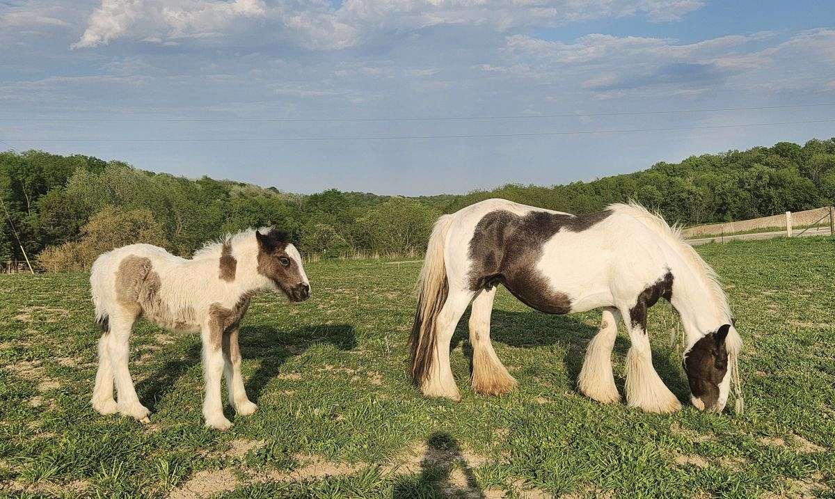 Handsome 2025 Blue Roan Tobiano