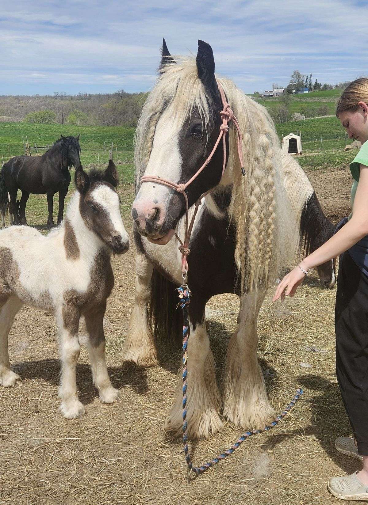 Handsome 2025 Blue Roan Tobiano