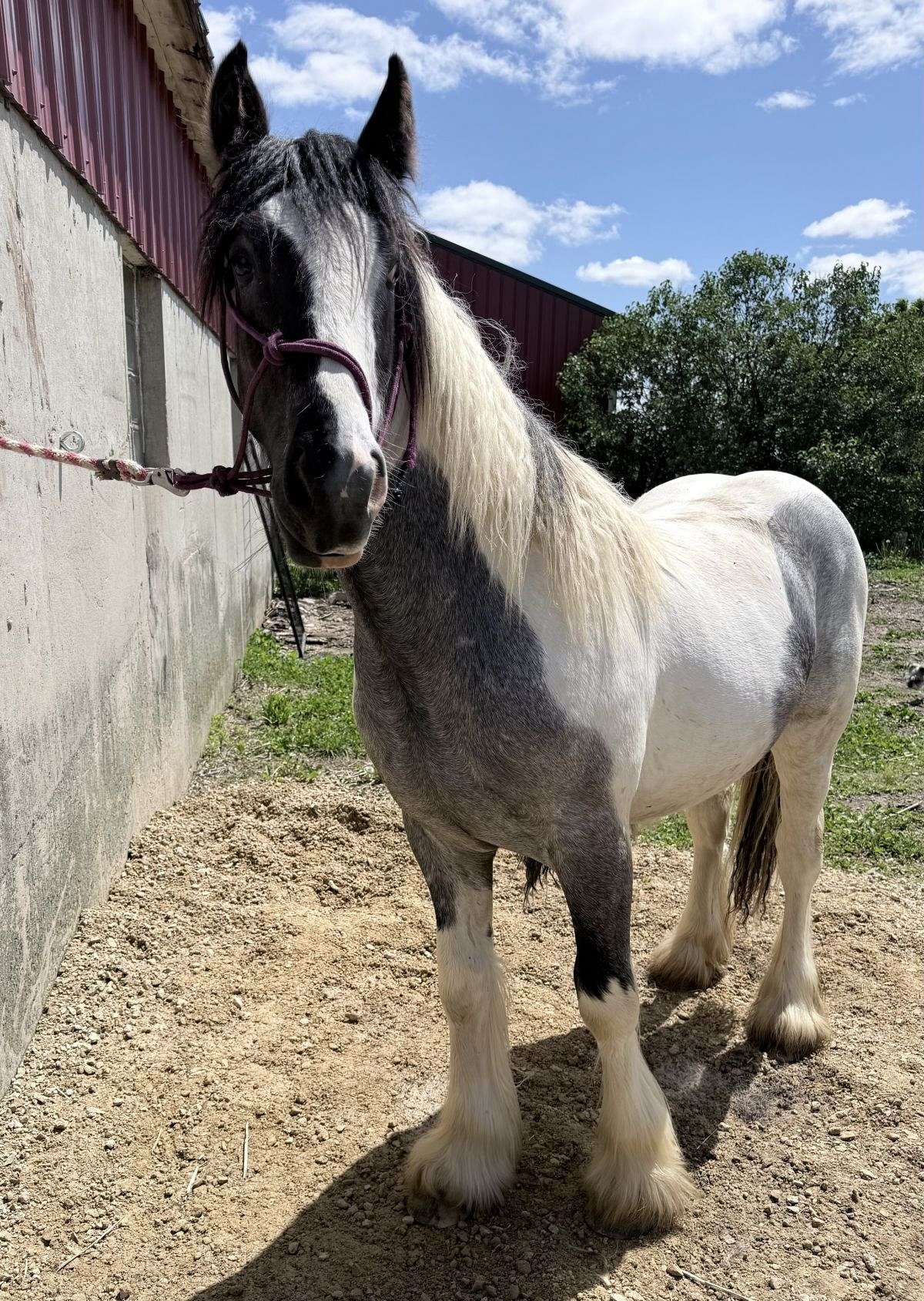 Handsome 2025 Blue Roan Tobiano