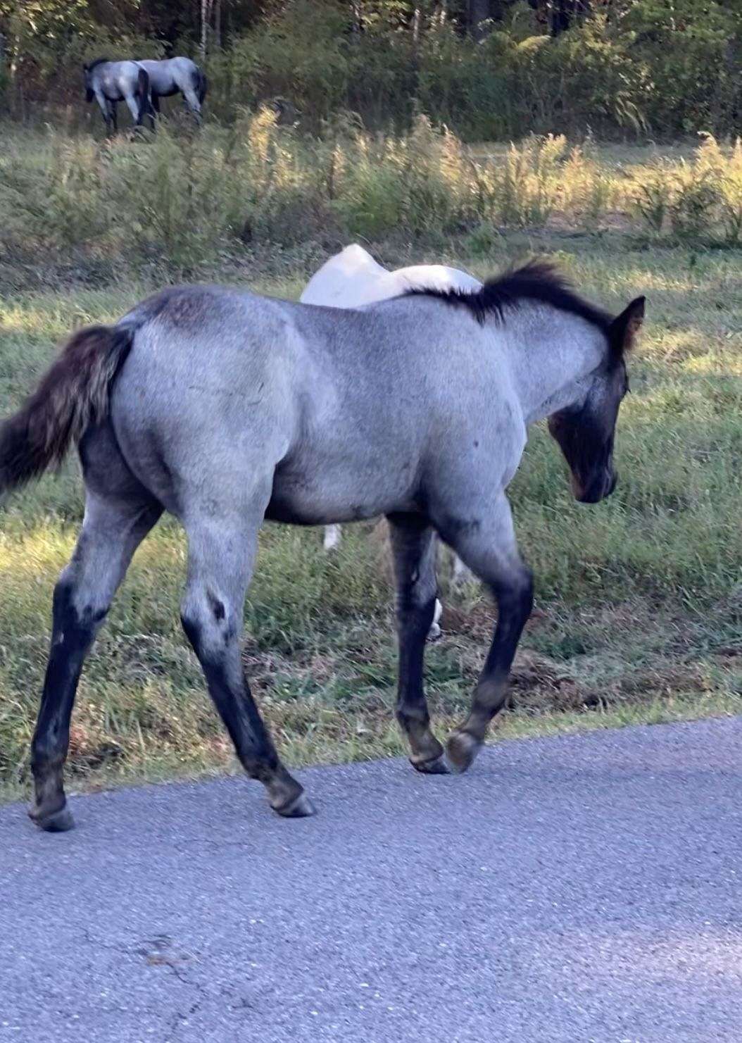 Flashy Super Gentle Clydesdale Rides and Drives!