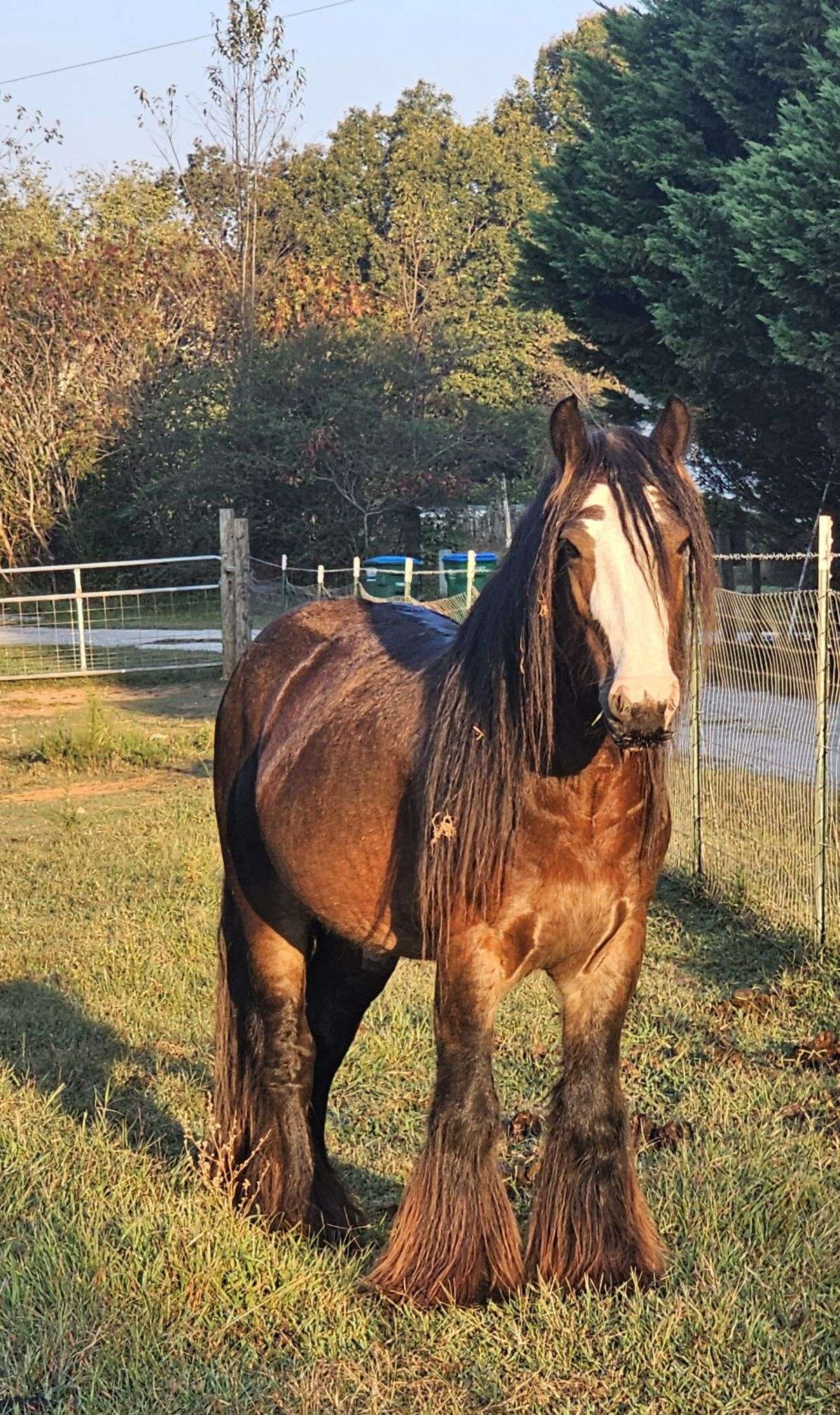 Tall Tobiano Gypsy Vanner Filly