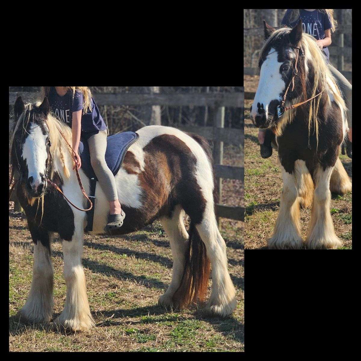 Tall Tobiano Gypsy Vanner Filly