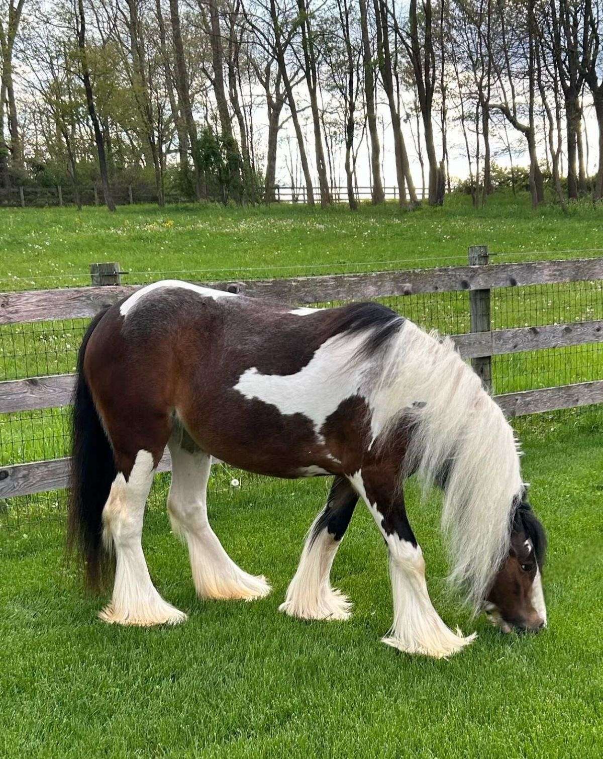 Tall Tobiano Gypsy Vanner Filly