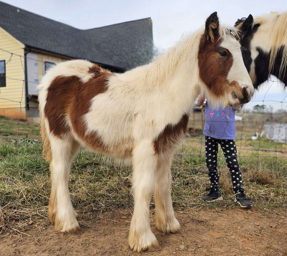 Tall Tobiano Gypsy Vanner Filly