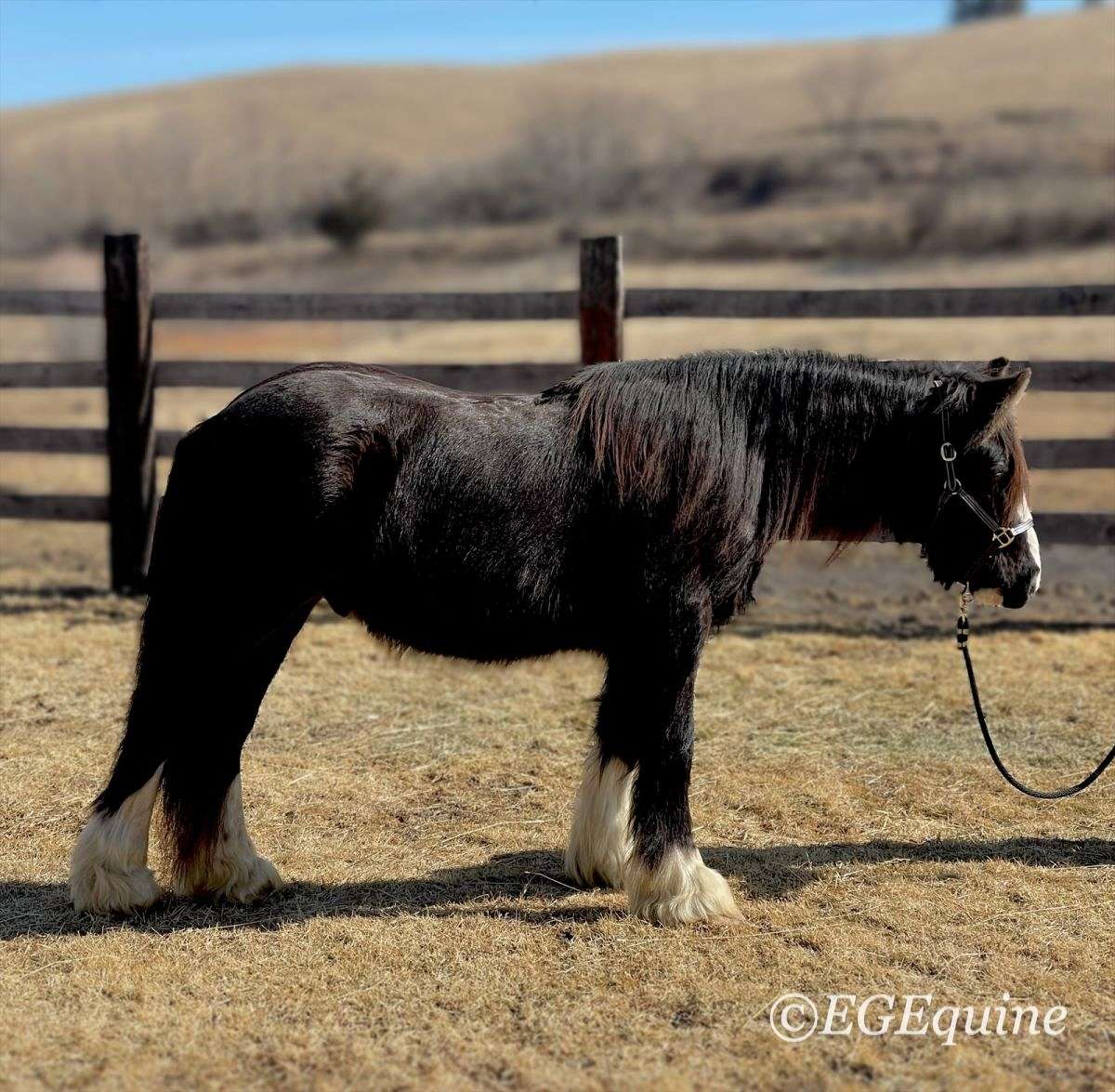 GVHS Black Gypsy Vanner Gelding