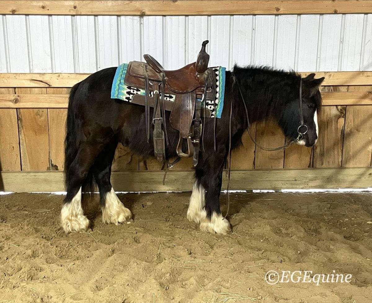 GVHS Black Gypsy Vanner Gelding