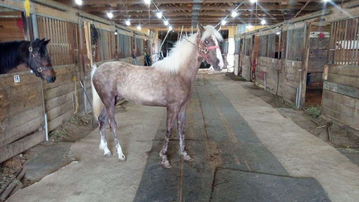 6 Month Old TWHBEA Palomino Filly With White Blaze