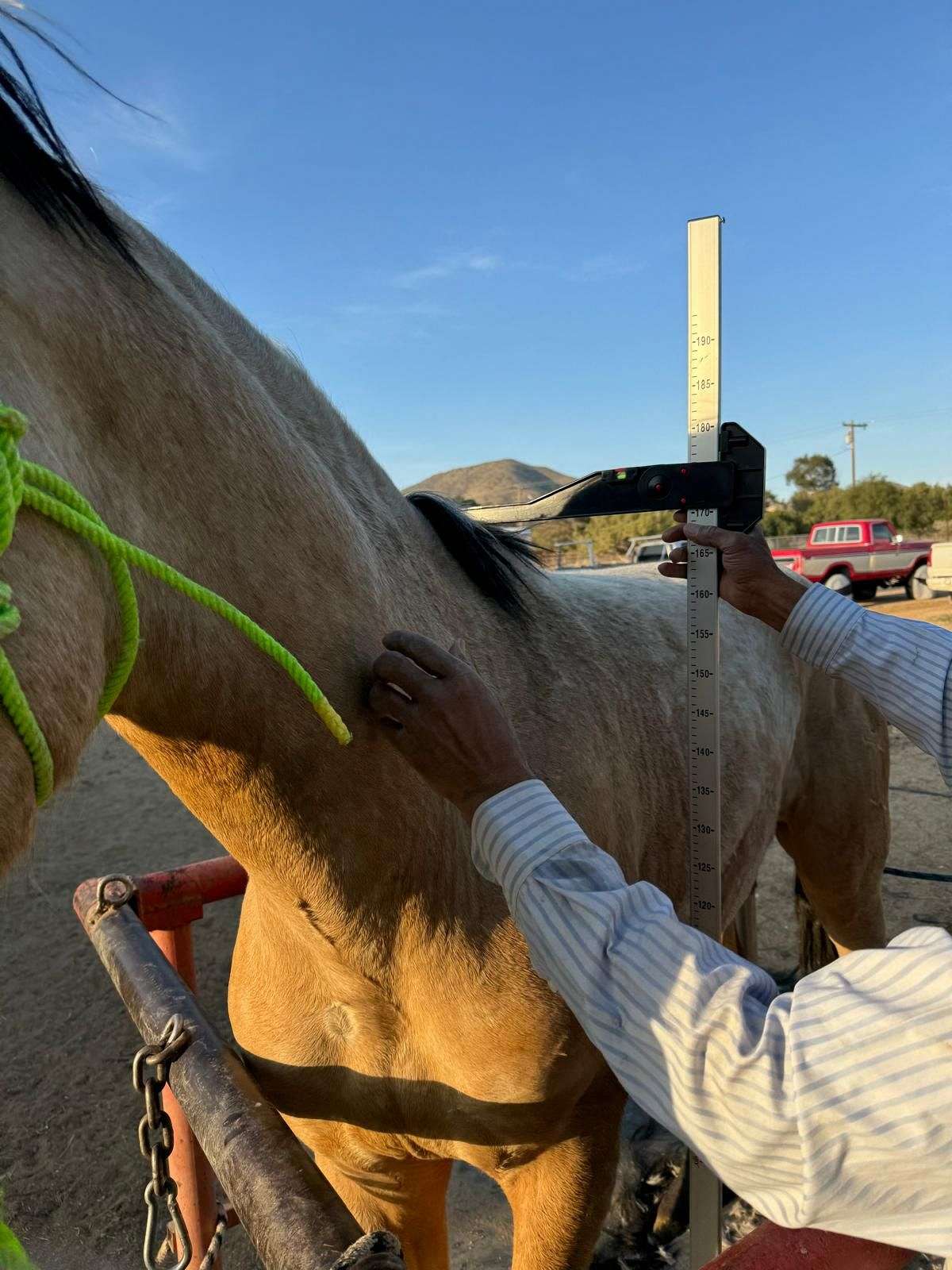 16.3 Hands Buckskin Andalusian Colt
