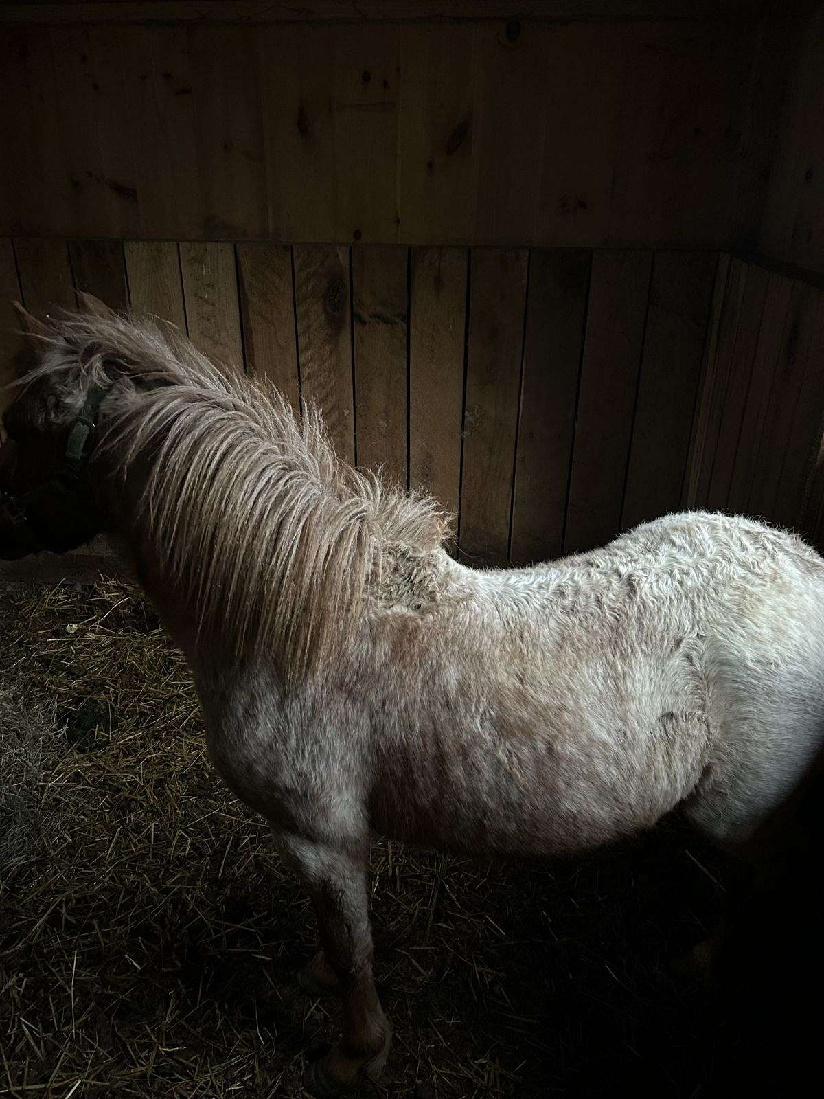 3 Yr Old Pony