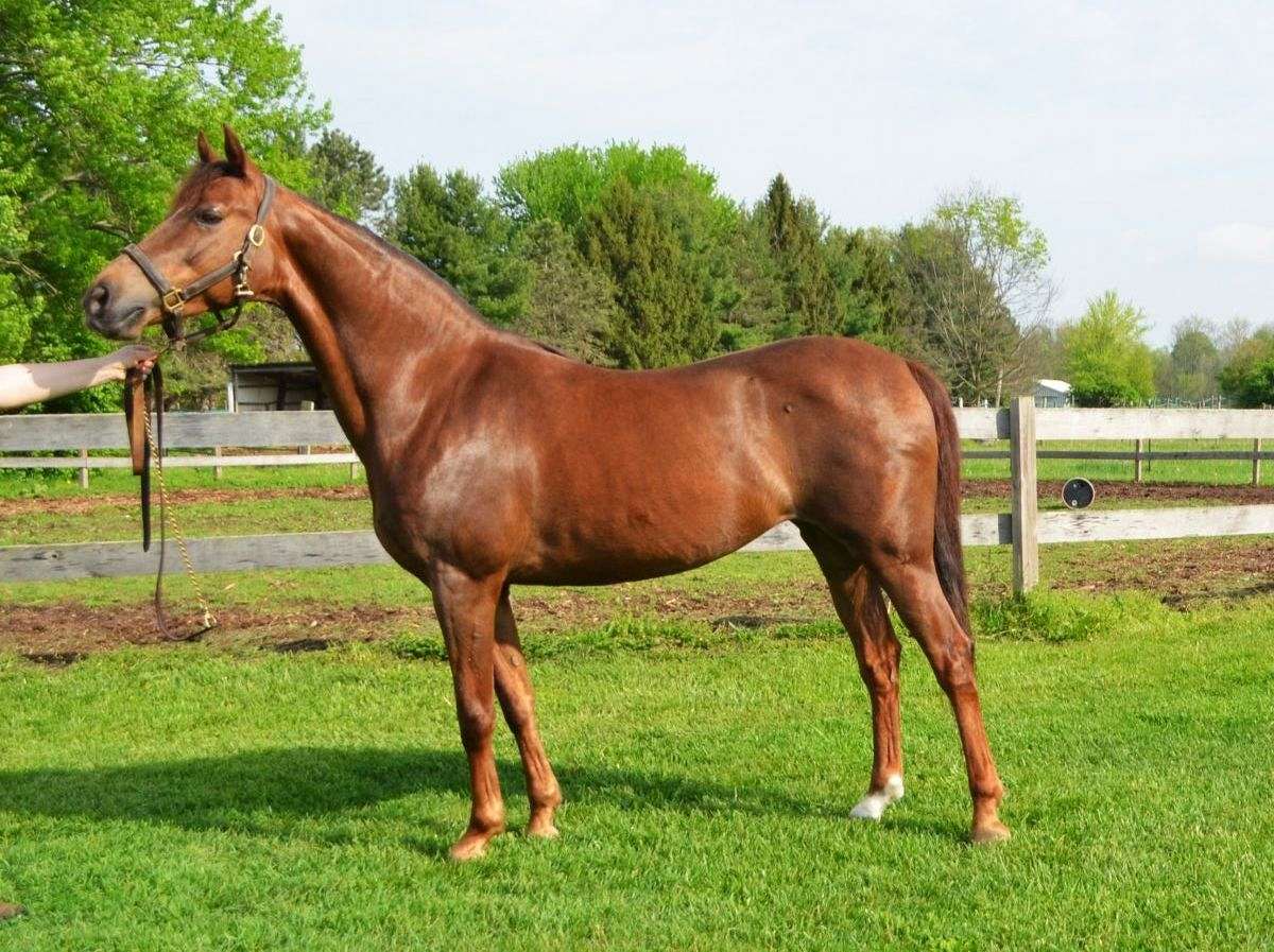 Well Bred Registered Morgan Mare