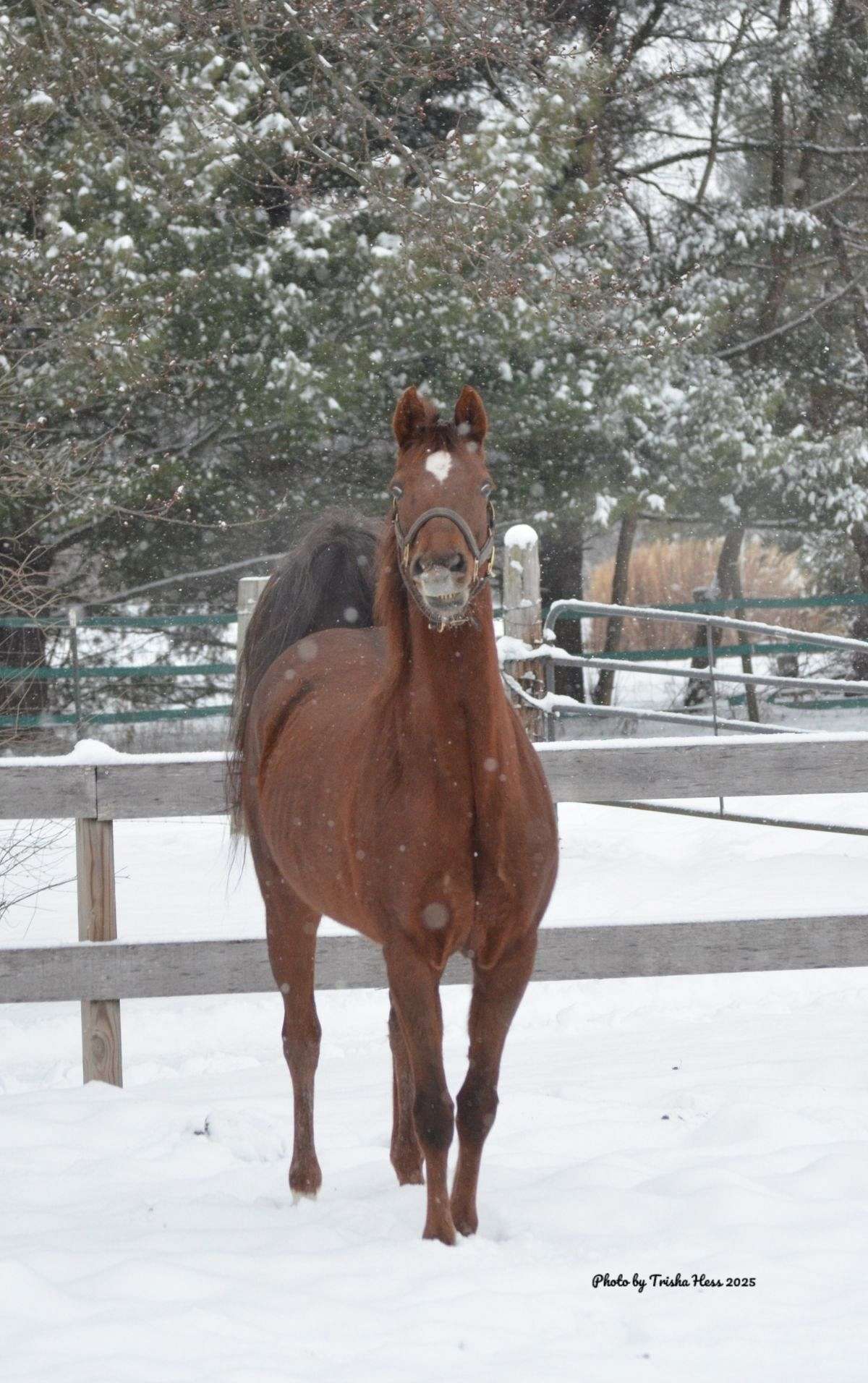 Well Bred Registered Morgan Mare