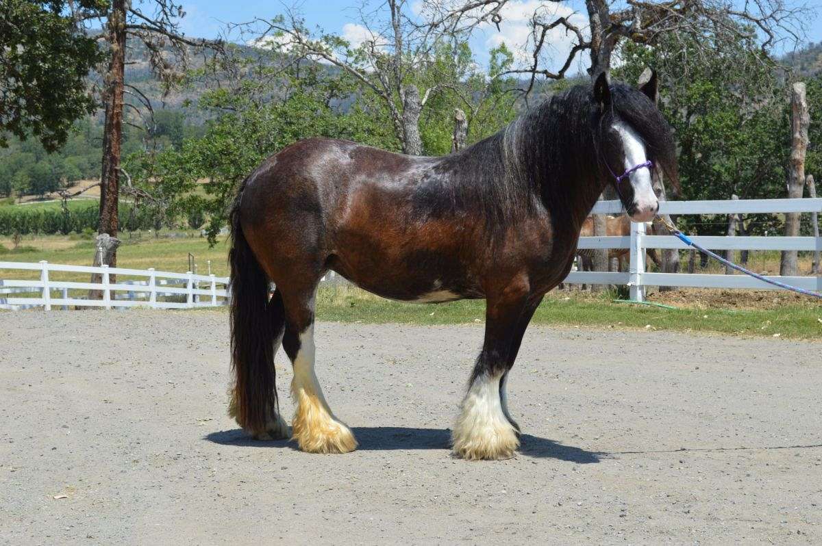 Derrynoose Blue Rose Import Gypsy Mare