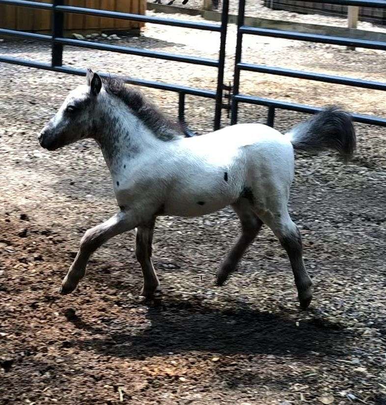 Triple Registered 100% Falabella Stallion for Sale