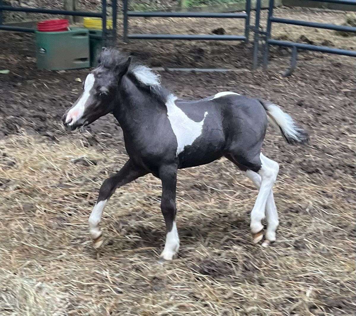 Triple Registered 100% Falabella Stallion for Sale