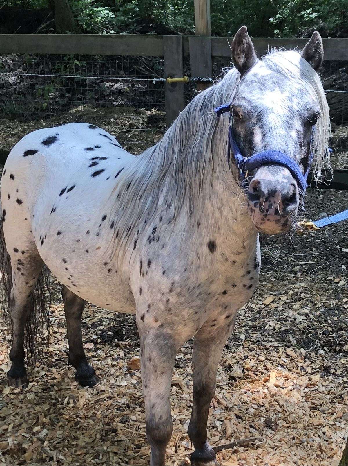 Triple Registered 100% Falabella Stallion for Sale