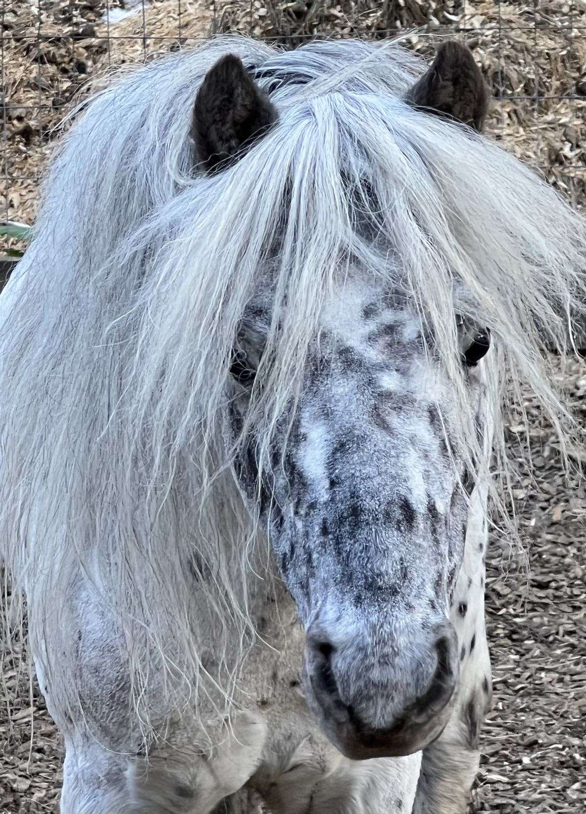Triple Registered 100% Falabella Stallion for Sale
