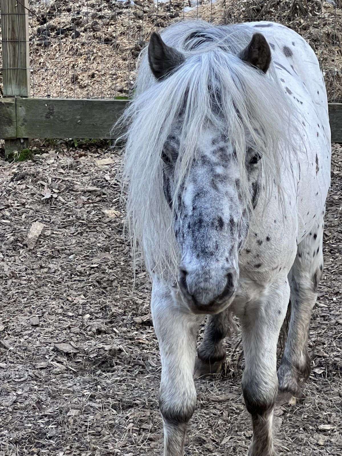 Triple Registered 100% Falabella Stallion for Sale