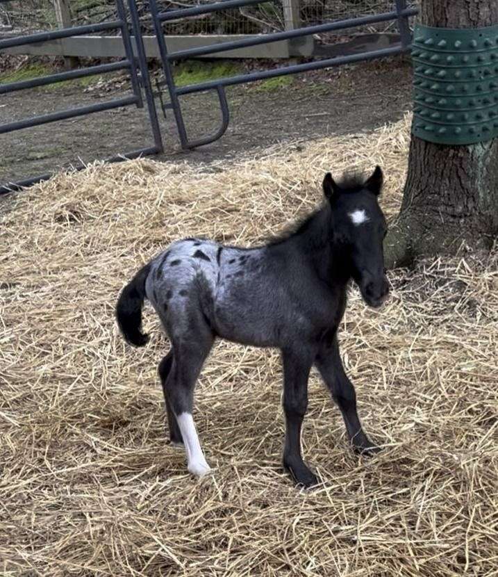 Triple Registered 100% Falabella Stallion for Sale