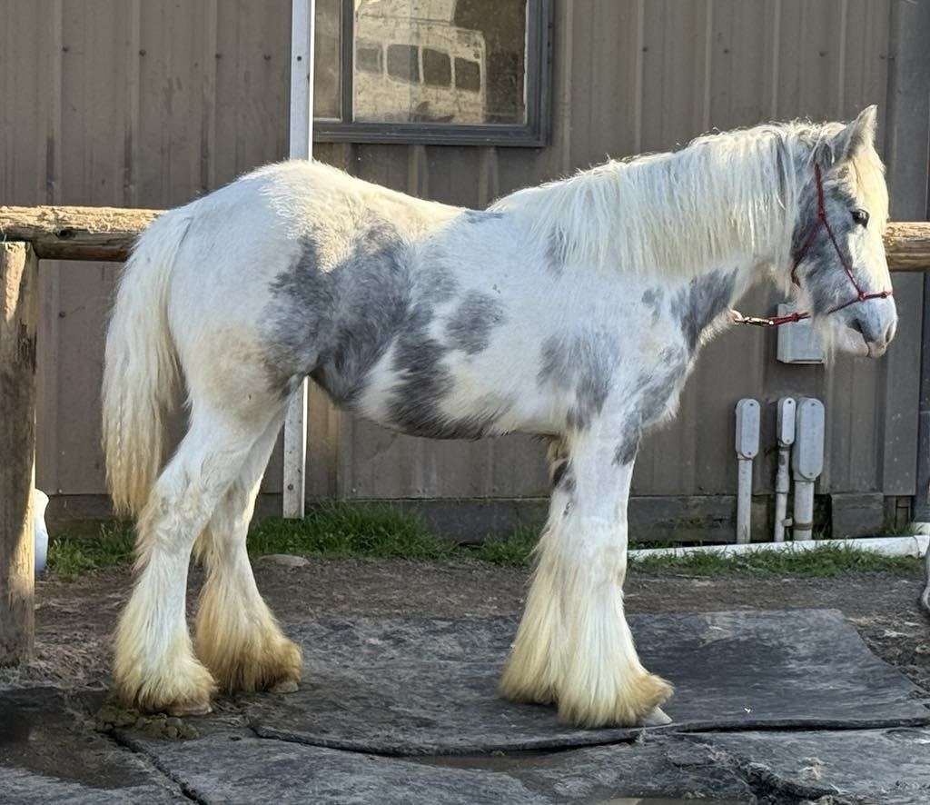 Charlotte Yearling Grey Gypsy Filly
